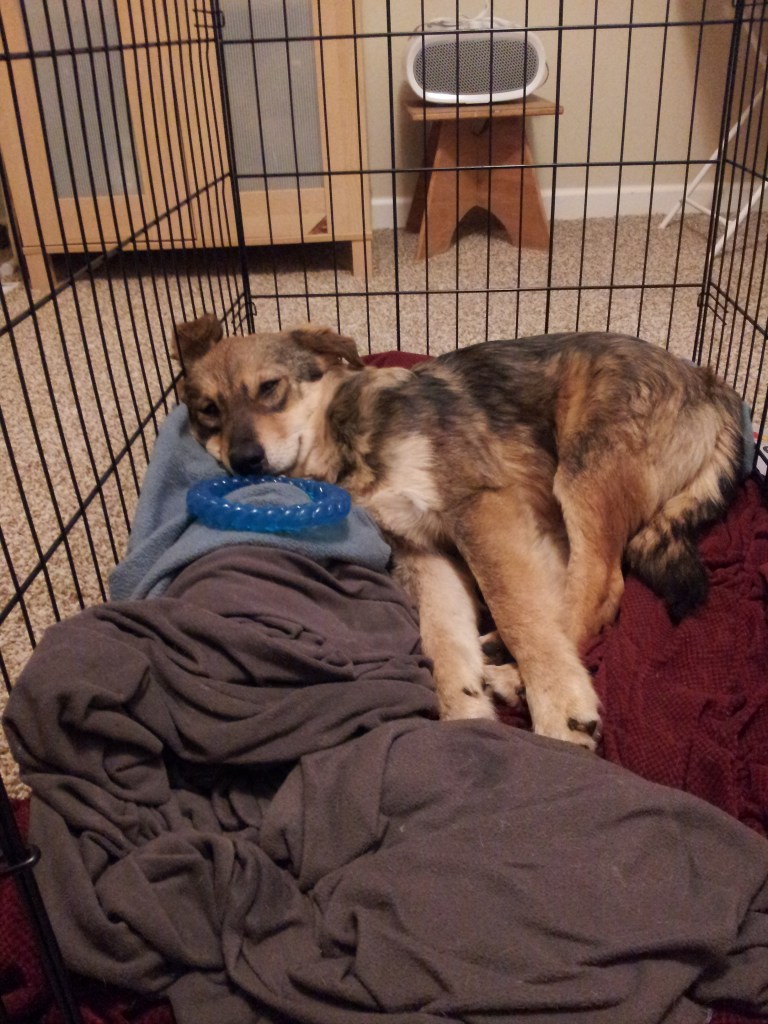 Toby Roo, aka Tobaroo (Part Two) – The Daily Tilly